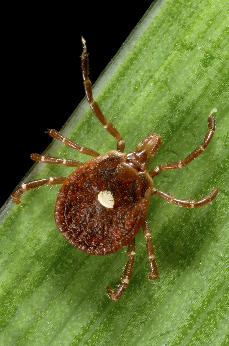 Lone Star Tick Bites and Red Meat Allergies – Lacto Bacto