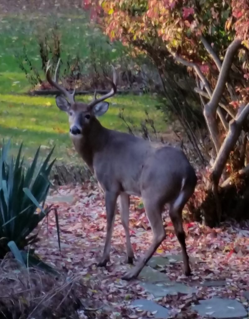 Thirty States Report Chronic Wasting Disease In Deer and Elk – Lacto Bacto