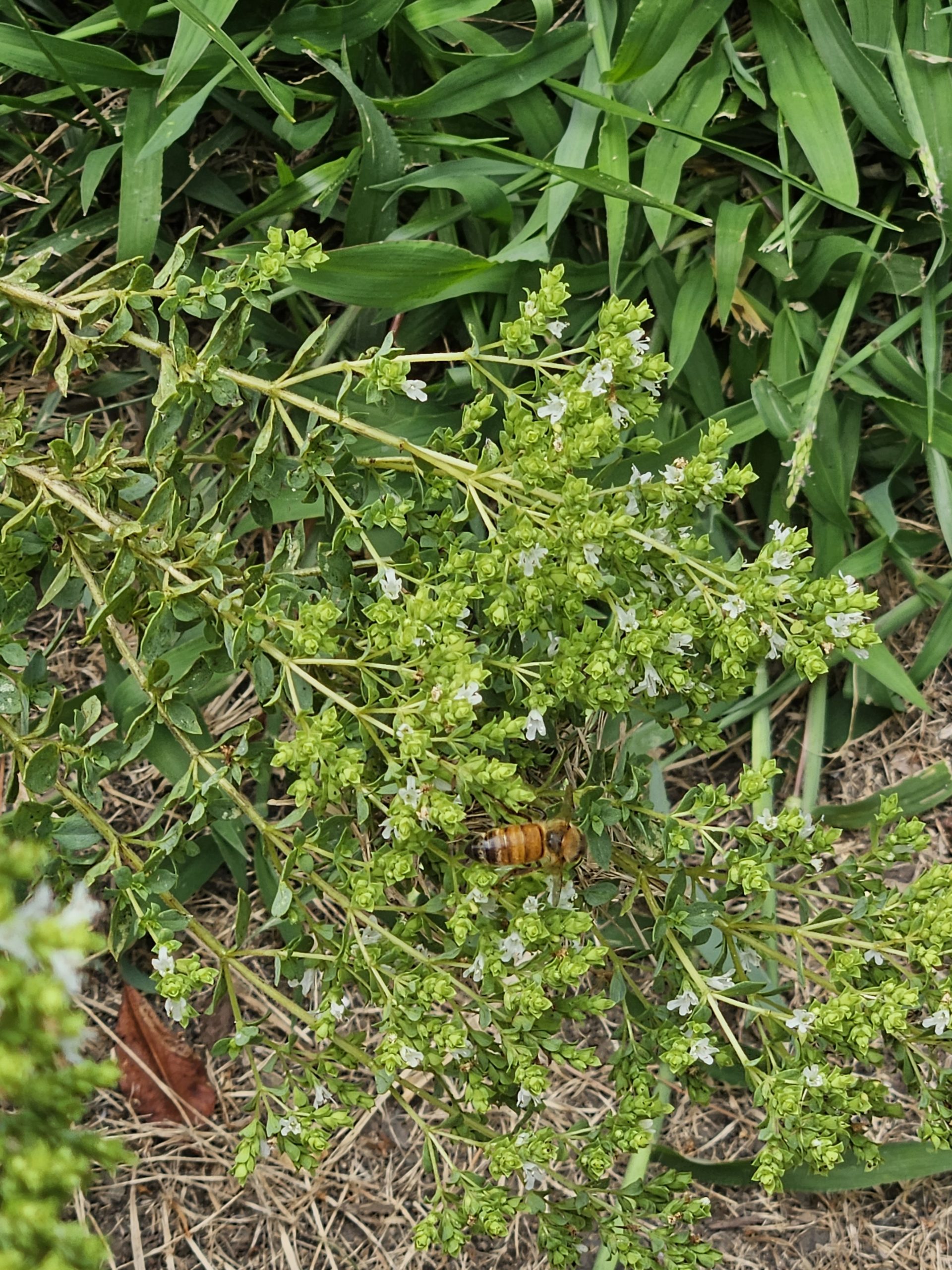 Looking For Bees – Lacto Bacto