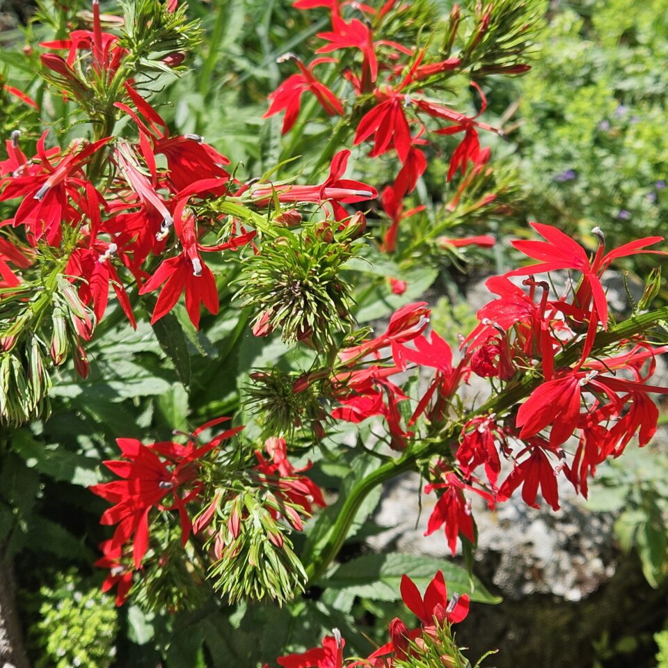 pesticides – Lacto Bacto