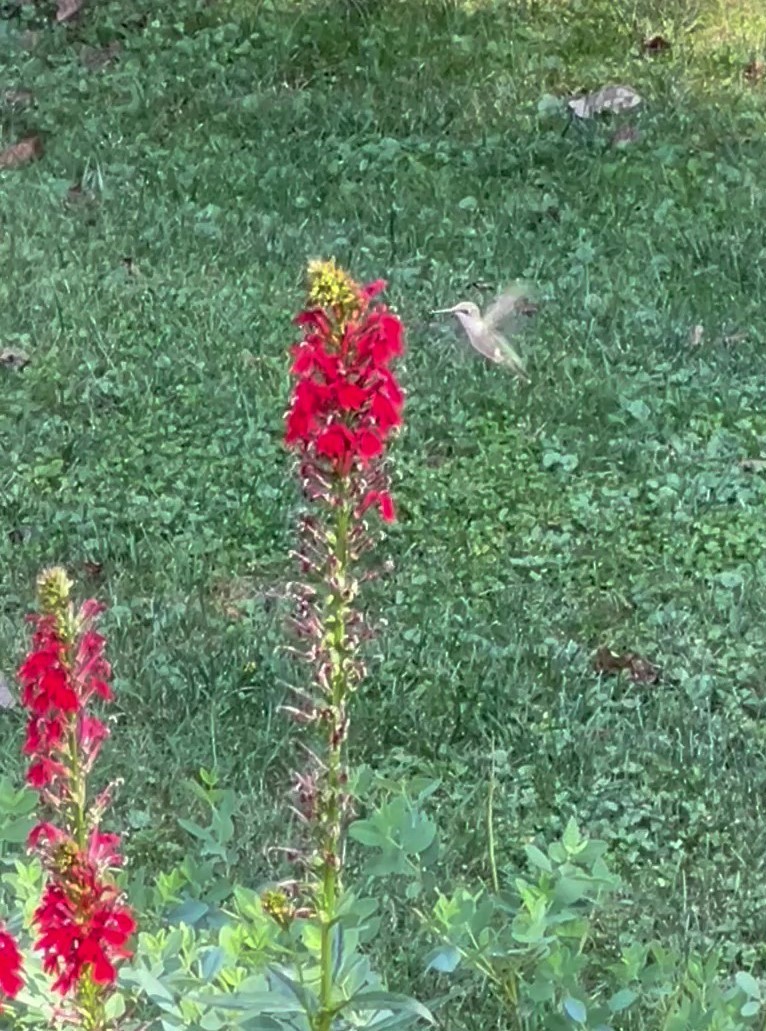 A Hummingbird Visit – Lacto Bacto